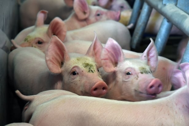 Absetzferkel: Schwerer, gesünder und frohwüchsig - Hohe Absetzgewichte mit großem Potential